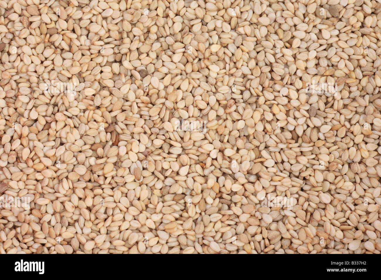 Sesamum indicum, sesamum, sesame Stock Photo - Alamy