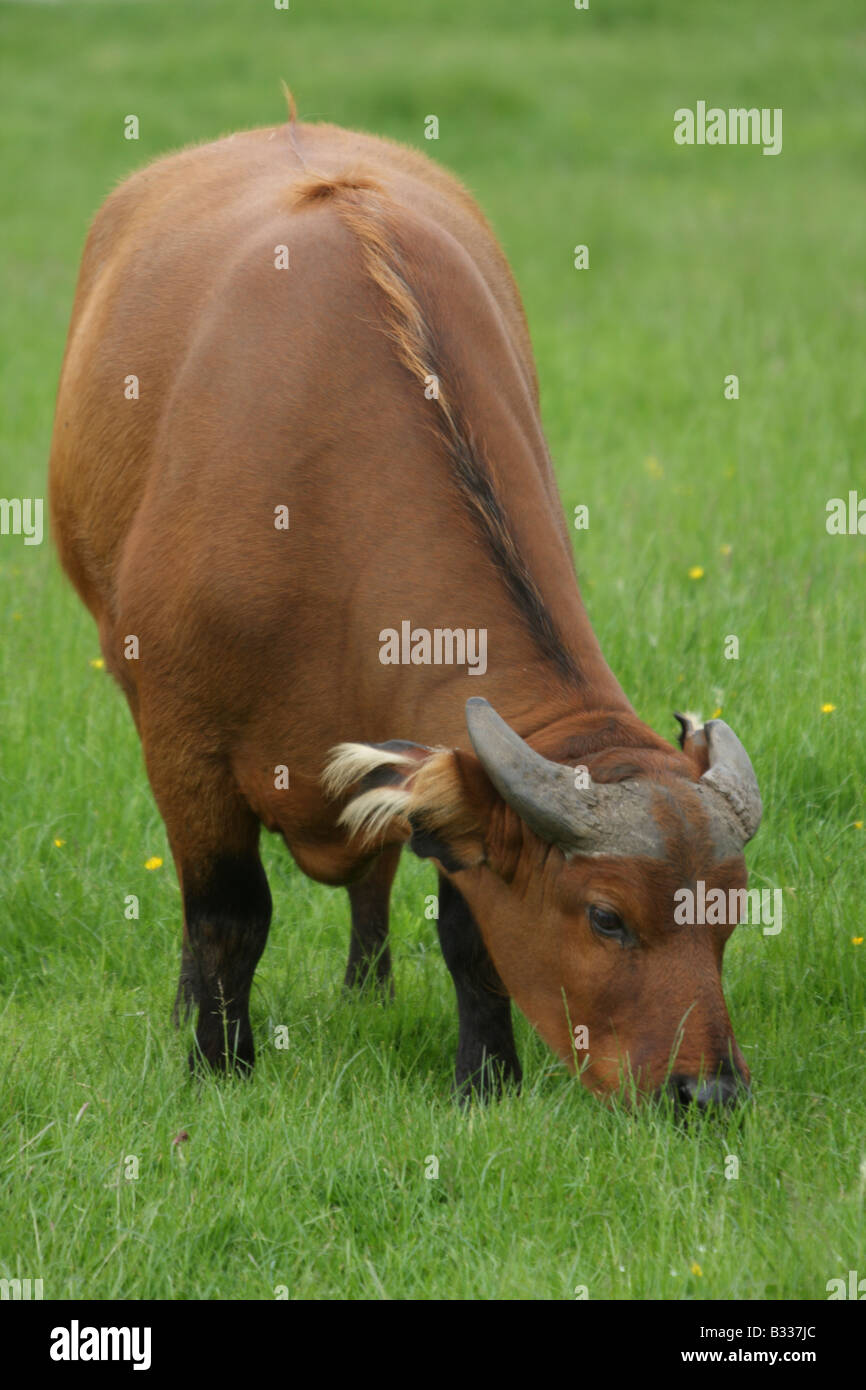 Syncerus caffer nanus hi-res stock photography and images - Alamy