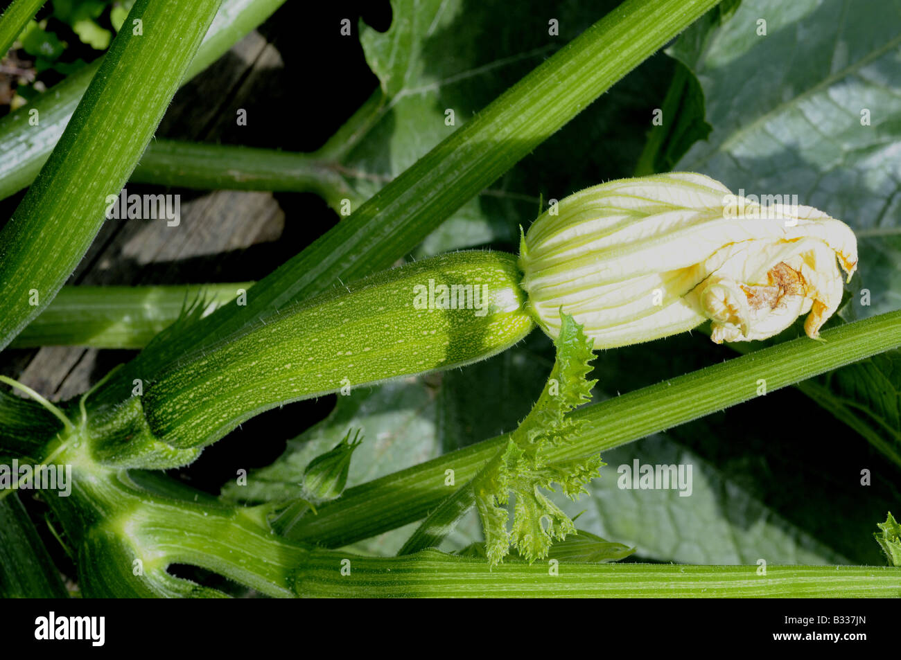 Courgette courgettes growing in vegetable garden Stock Photo - Alamy