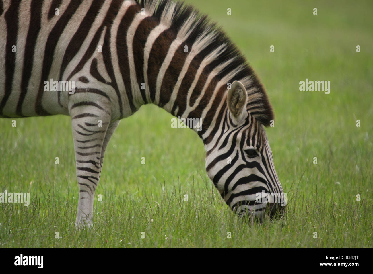 Zebra stripes head hi-res stock photography and images - Alamy