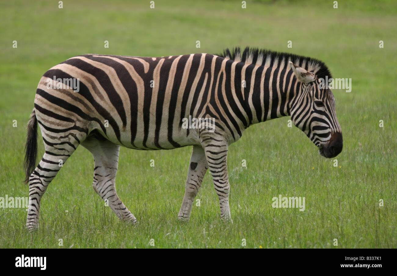 Black and white zebra hi-res stock photography and images - Alamy