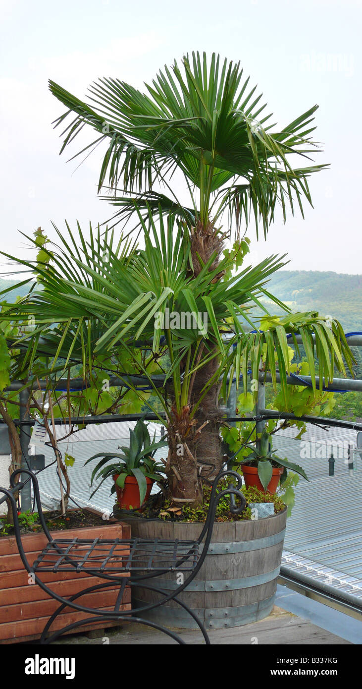 Fan palm container hi-res stock photography and images - Alamy