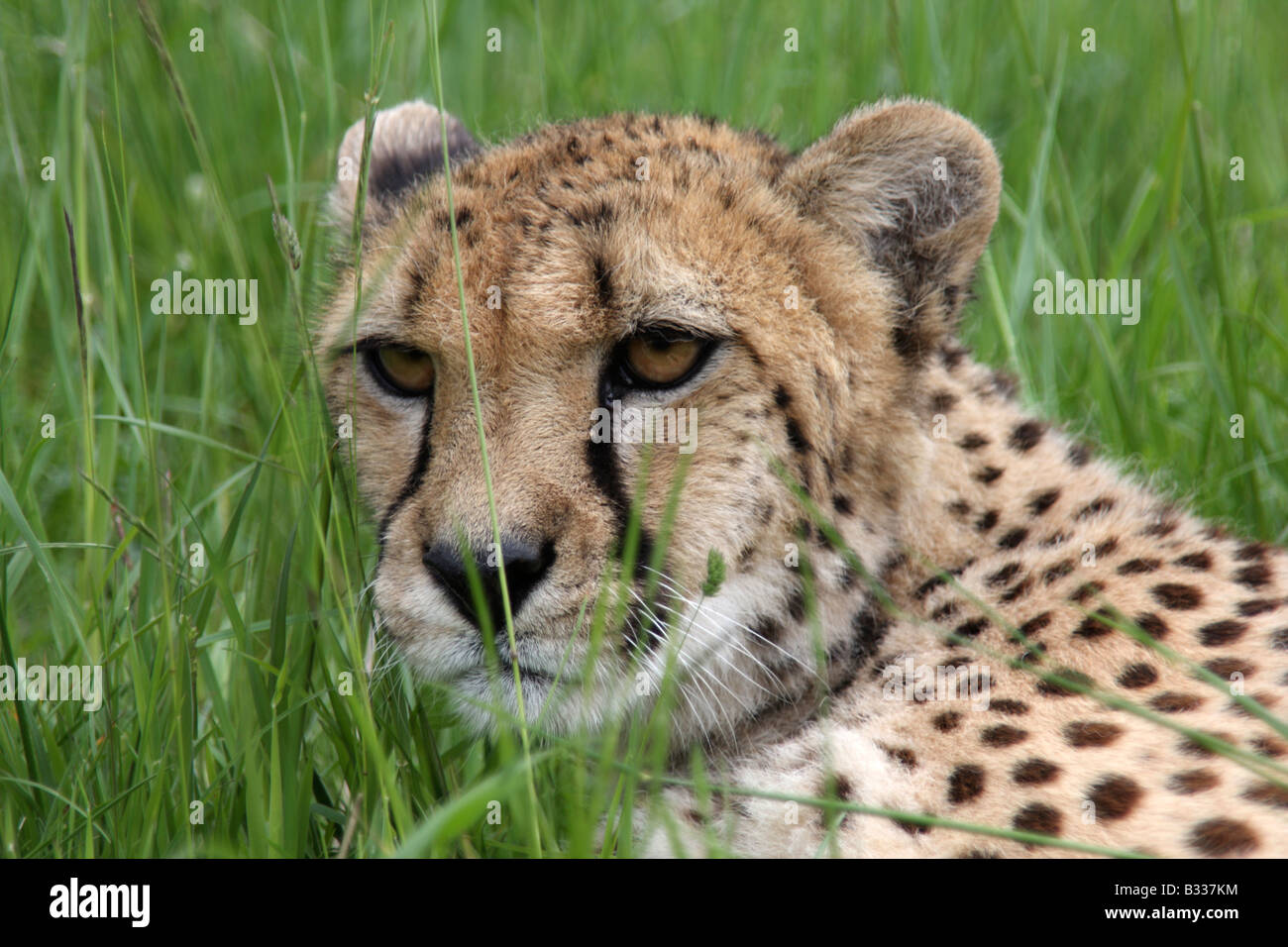 Cheetah face close up hi-res stock photography and images - Alamy