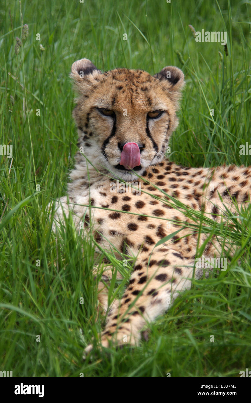 Cheetah tongue hi-res stock photography and images - Alamy