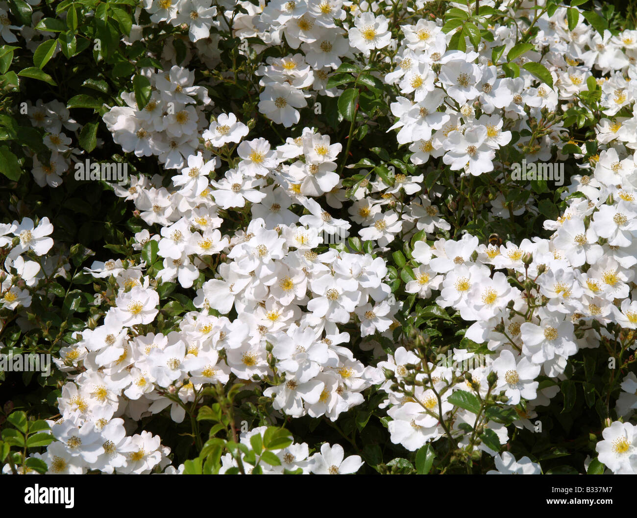 Rosa spec., ornamental rose Stock Photo - Alamy