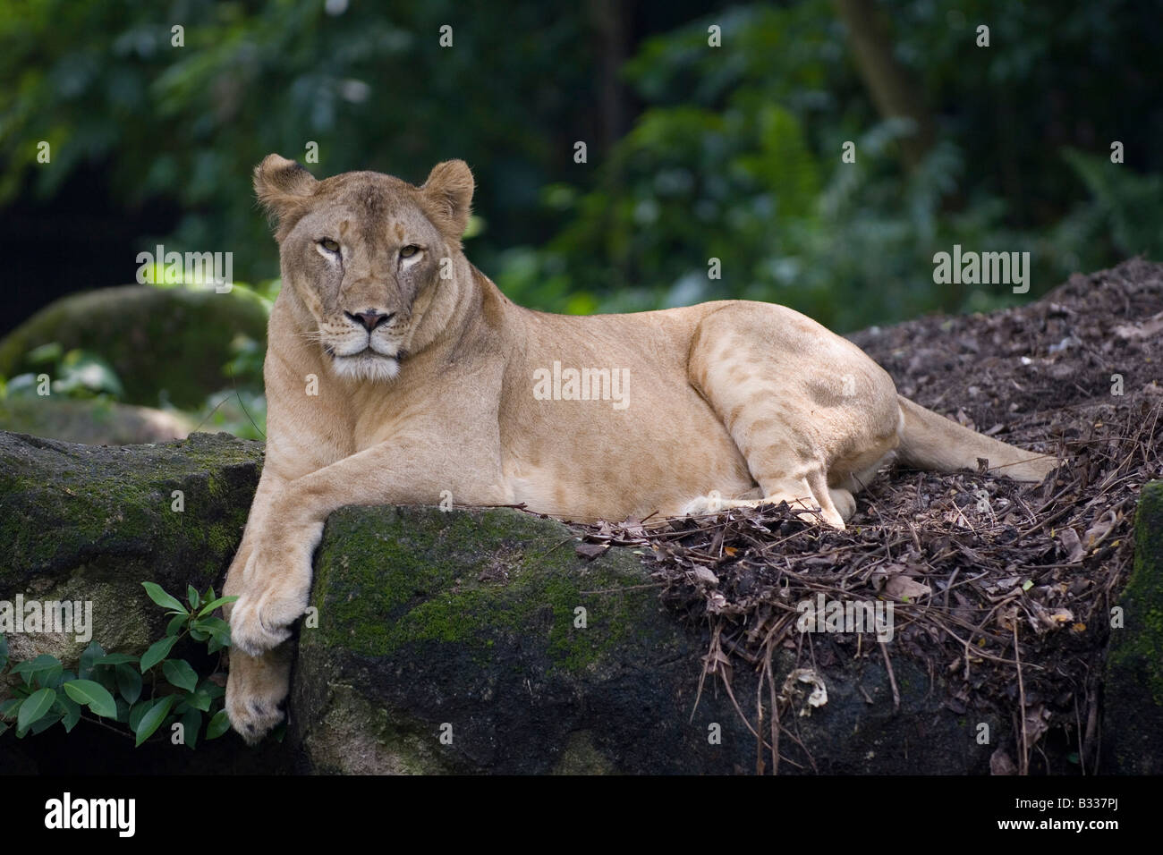 Adult lion king animals lies hi-res stock photography and images - Alamy