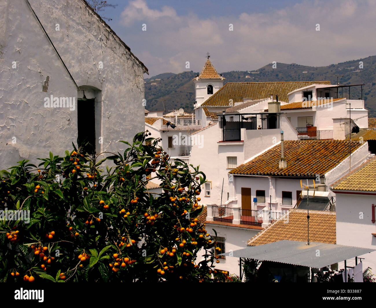 Nisperos in Sayalonga, Costa del Sol, Andalucia, Spain Stock Photo - Alamy
