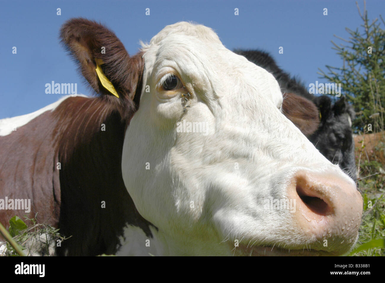Head of a cow Stock Photo - Alamy