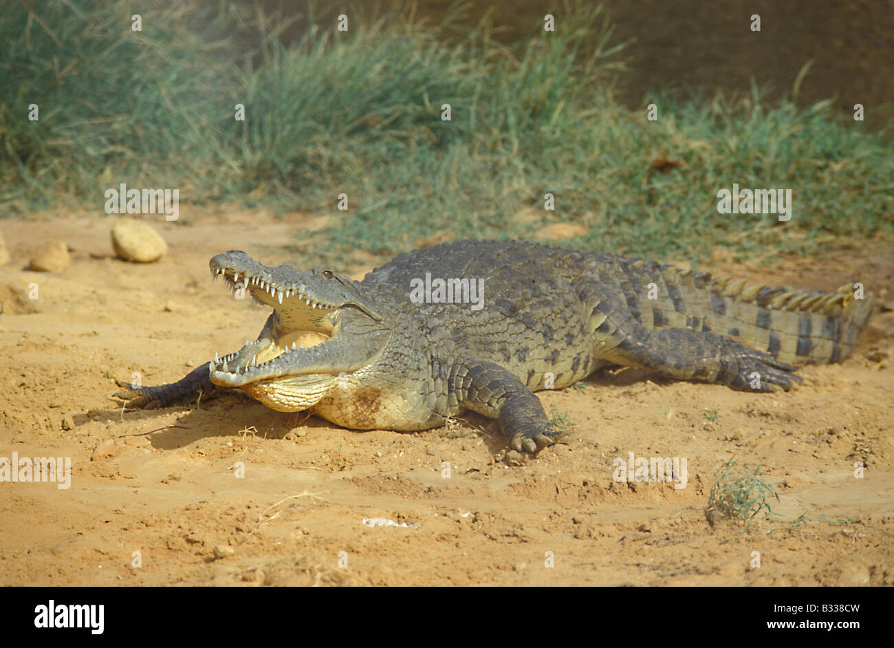 Africa crocodile ranch hi-res stock photography and images - Alamy
