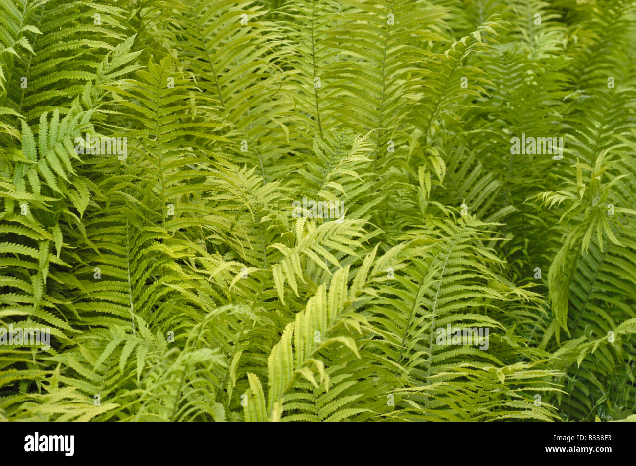 Fern (Pteridopsida or also Polypodiopsida Stock Photo, Royalty Free ...
