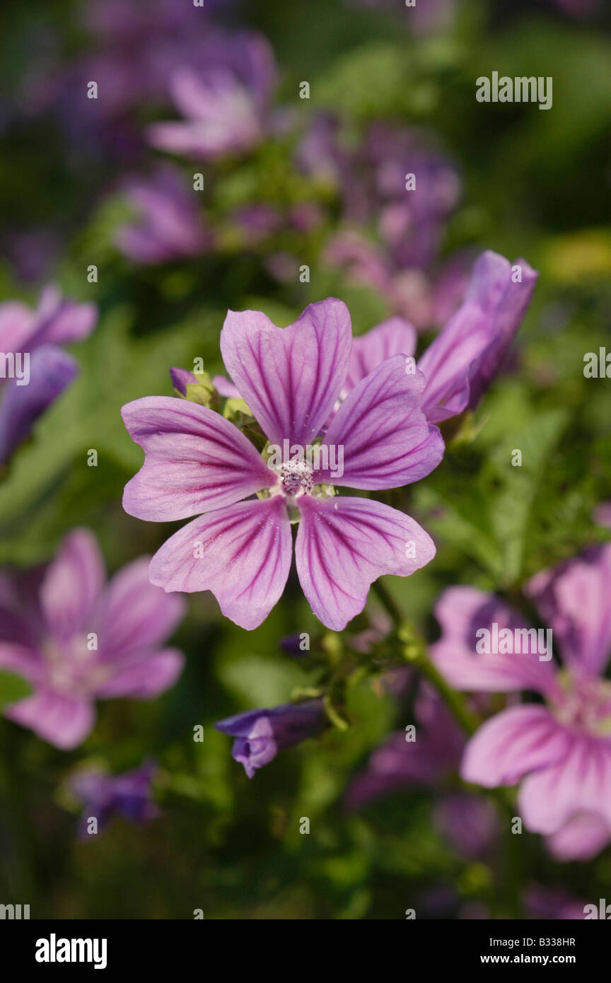 hollyhock or common mallow (Malva sylvestris L Stock Photo - Alamy