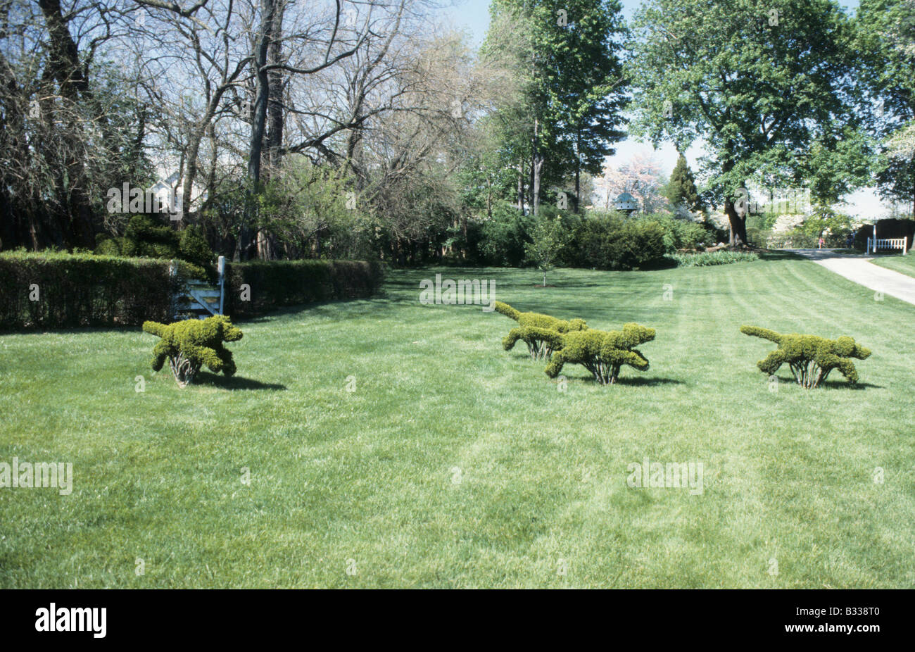 Topiary fox hunt. Four topiary hounds spread out across lawn racing to ...