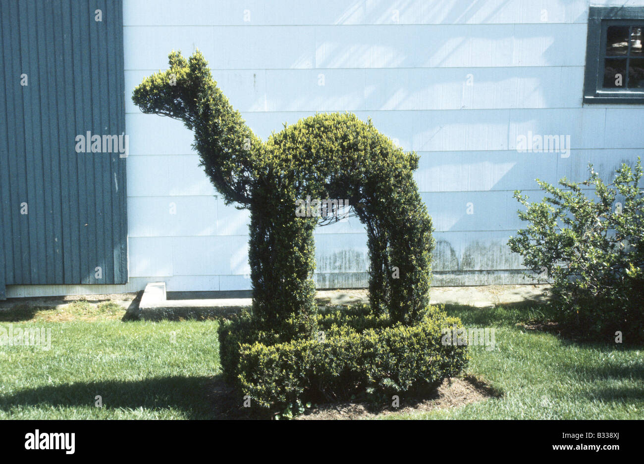 Small camel or llama on rectangular topiary block nestled in grass with ...