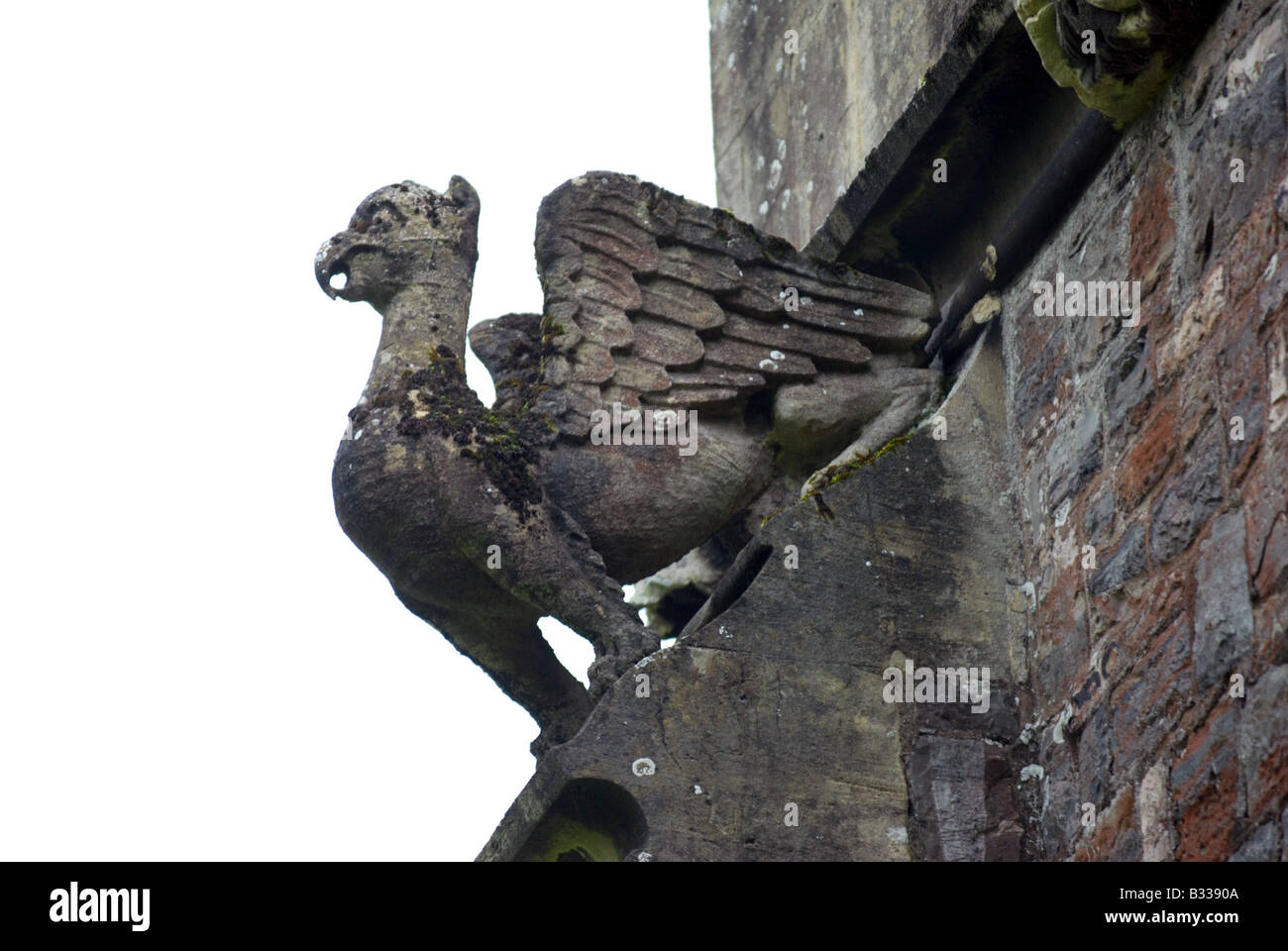 A detail shot of a gargoyle from St Peters Church Tiverton the first ...