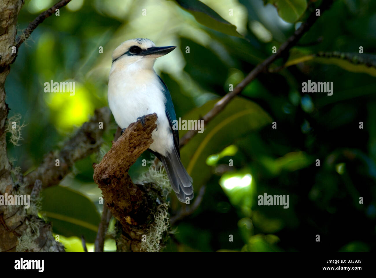 Cook Islands Birds High Resolution Stock Photography and Images - Alamy