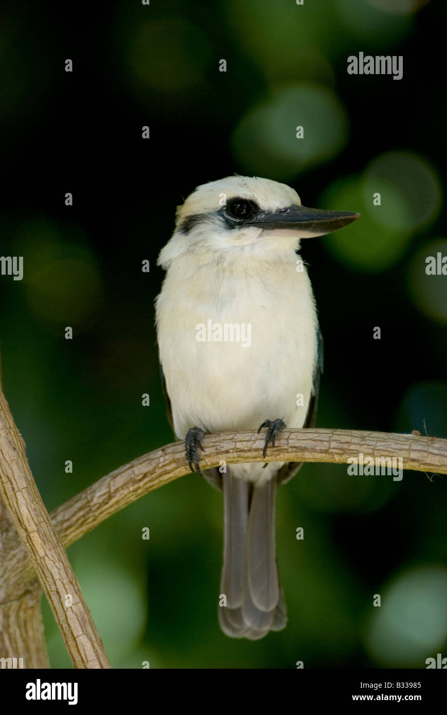 Cook islands birds hi-res stock photography and images - Alamy