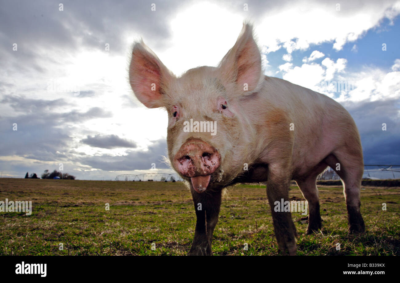 young pig;piglet;young pigs Stock Photo - Alamy