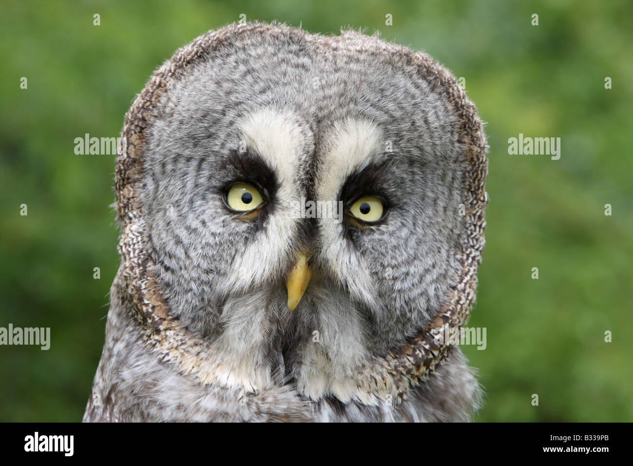 Owl front face hi-res stock photography and images - Alamy