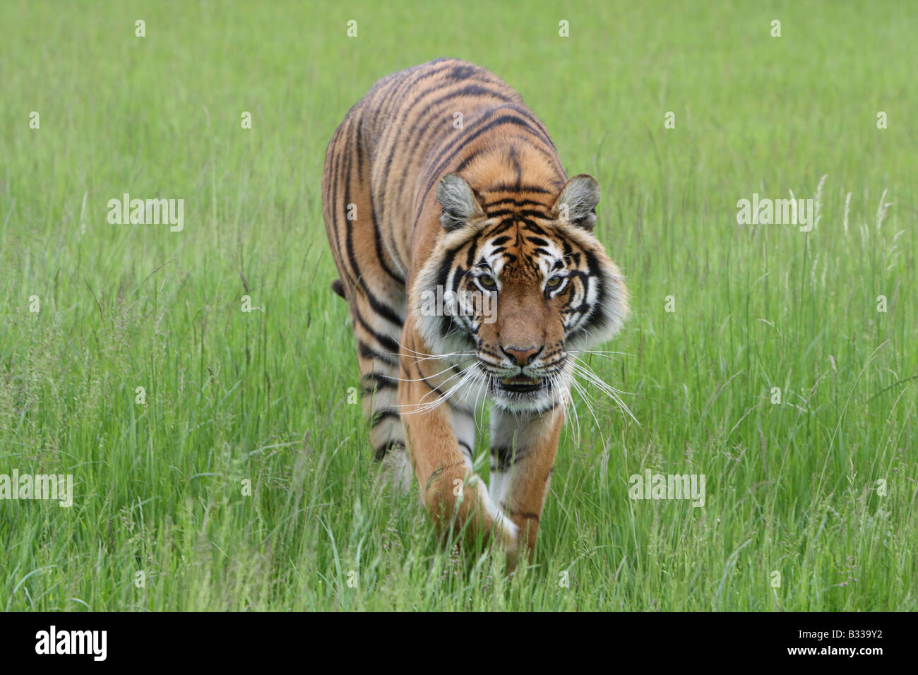 Bengal tiger, Panthera tigris, prowling Stock Photo - Alamy