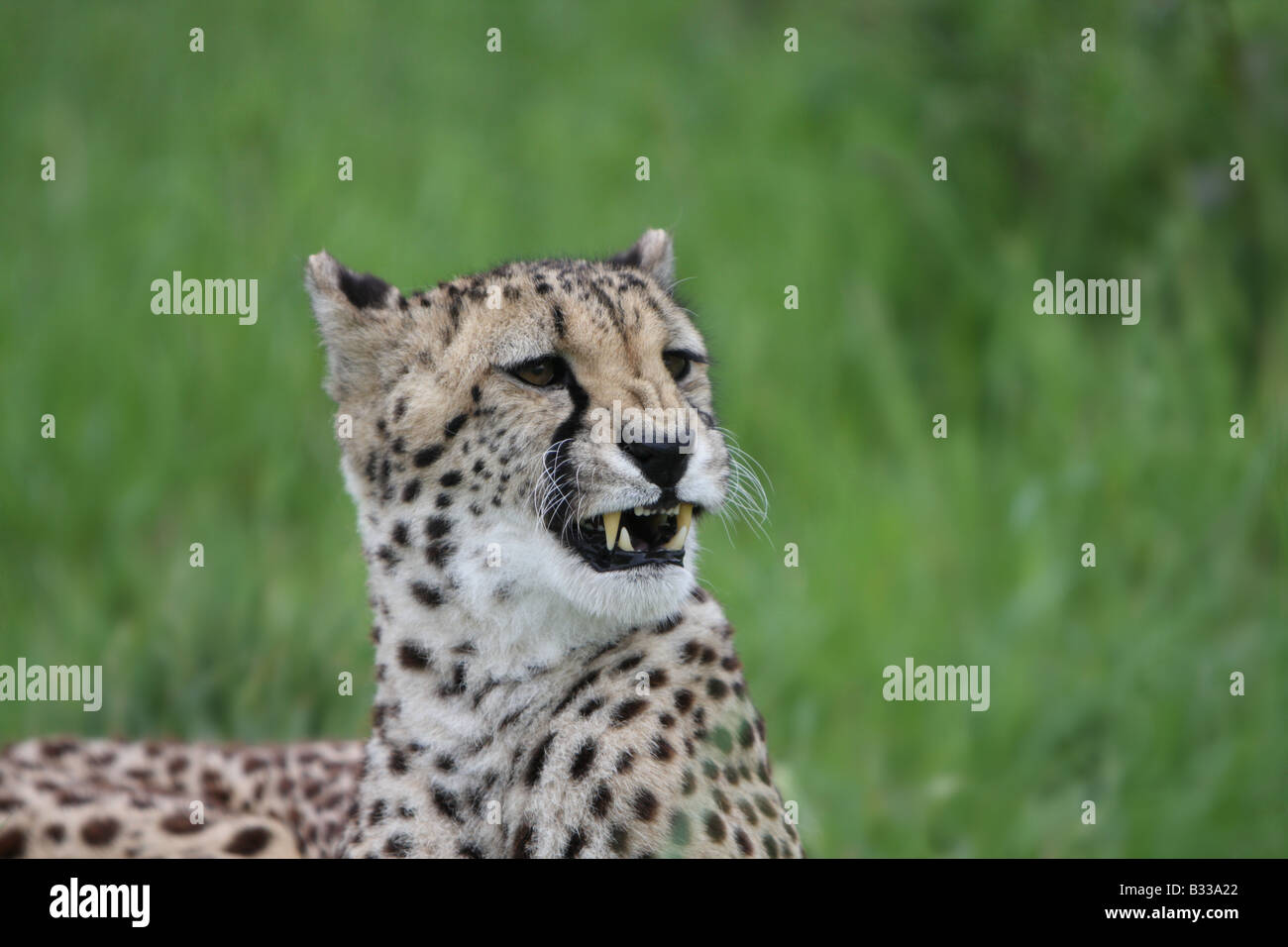 Cheetah, Acinonyx jubatus, portrait with teeth Stock Photo - Alamy