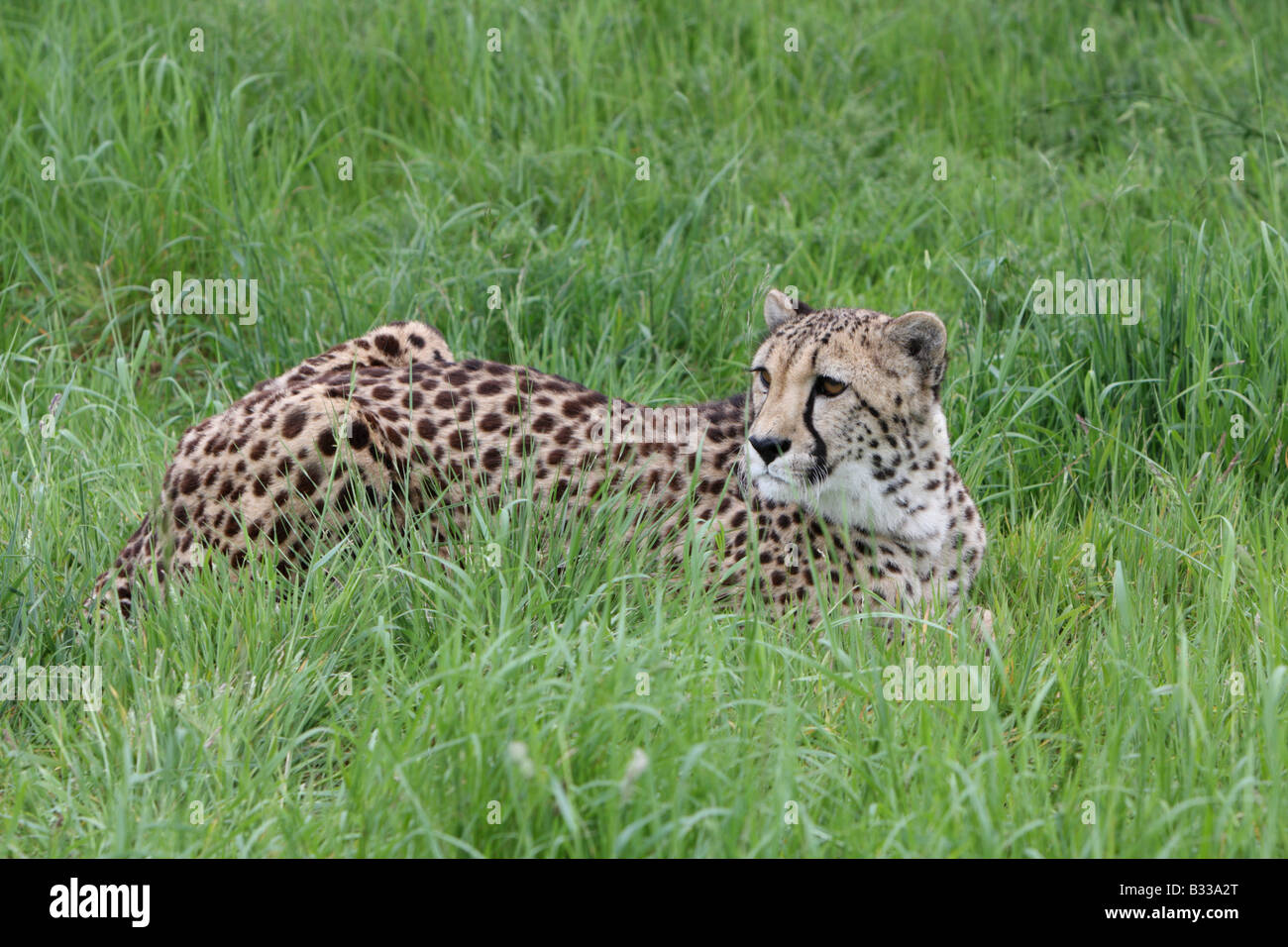 Cheetah, Acinonyx jubatus, full body in grass Stock Photo - Alamy