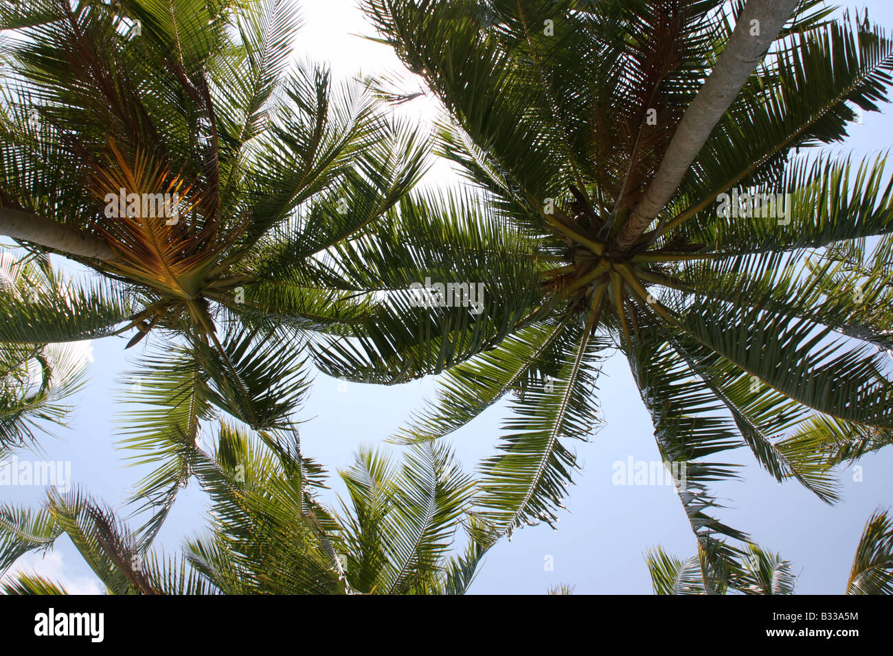 Cocos palm grove hi-res stock photography and images - Alamy
