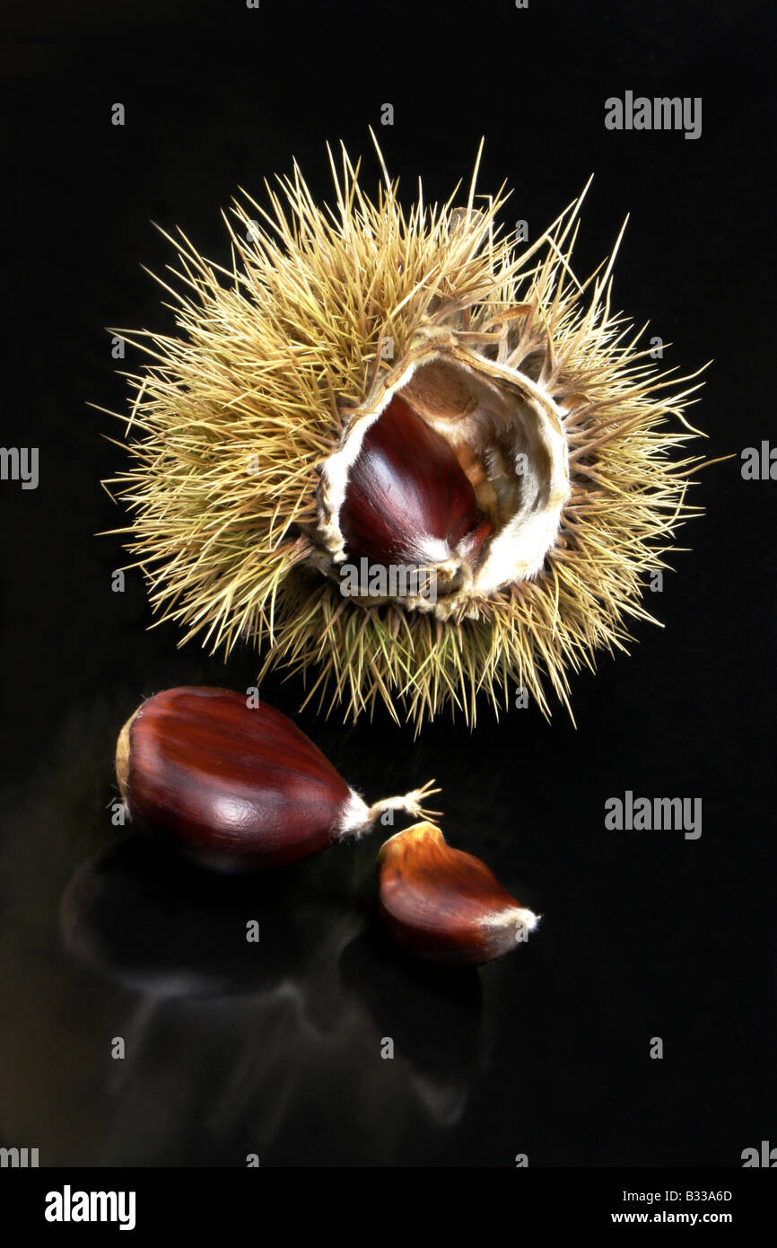 Chestnut format hi-res stock photography and images - Alamy