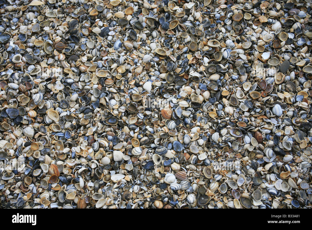 Countless shells hi-res stock photography and images - Alamy