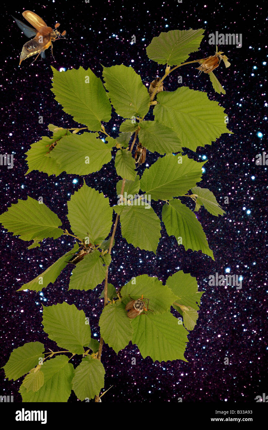 Melolontha melolontha, common cockchafer, maybug Stock Photo - Alamy