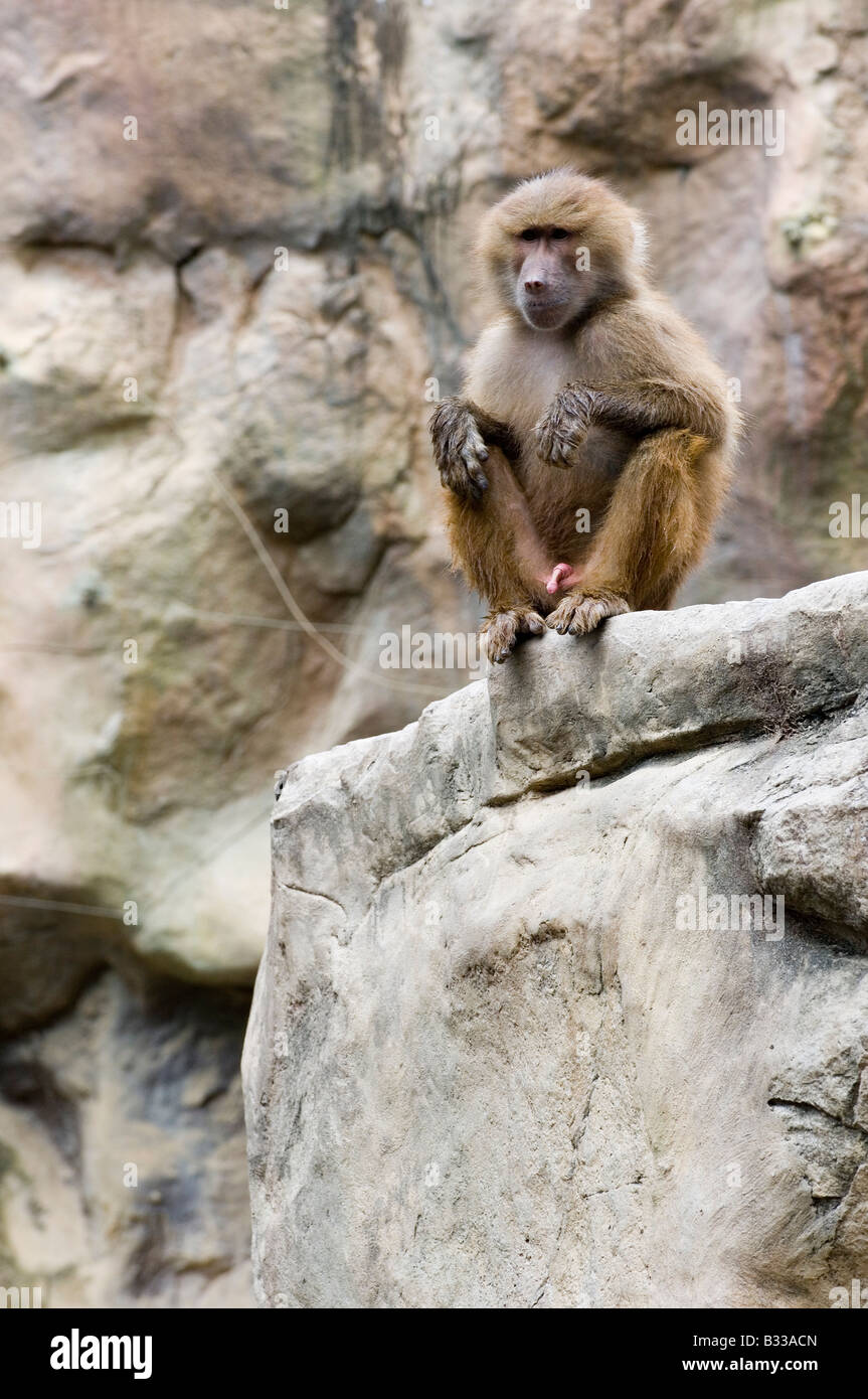 Wet baboon hi-res stock photography and images - Alamy