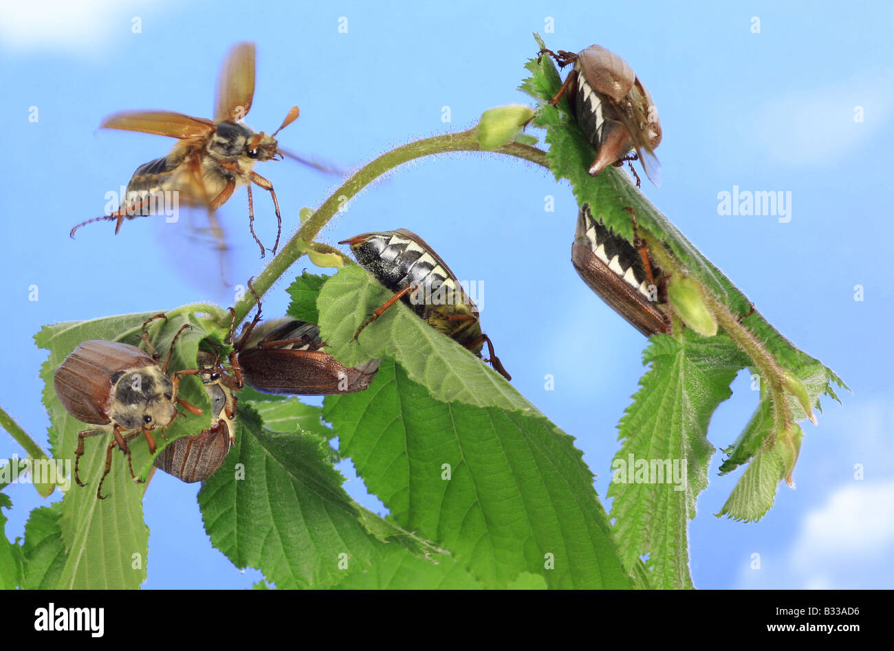 Melolontha melolontha, common cockchafer, maybug Stock Photo - Alamy