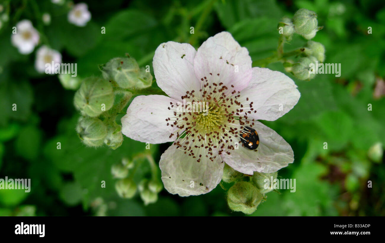 Shrubby plants hi-res stock photography and images - Alamy