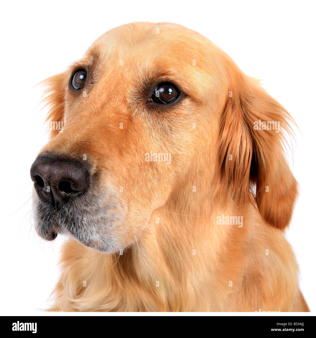 Golden retriever head studio hi-res stock photography and images - Alamy