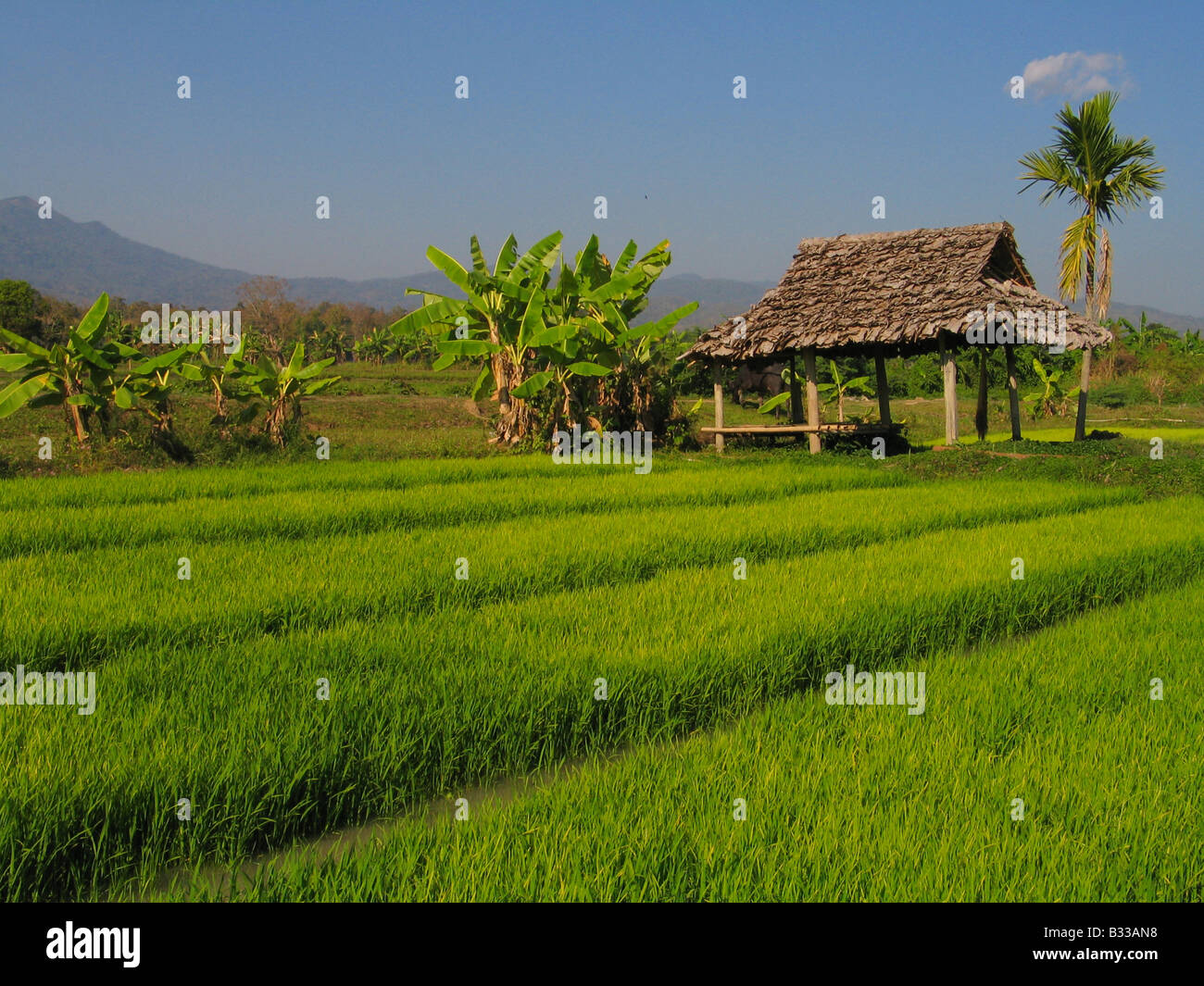 Asia, Thailand, rice fields Stock Photo - Alamy