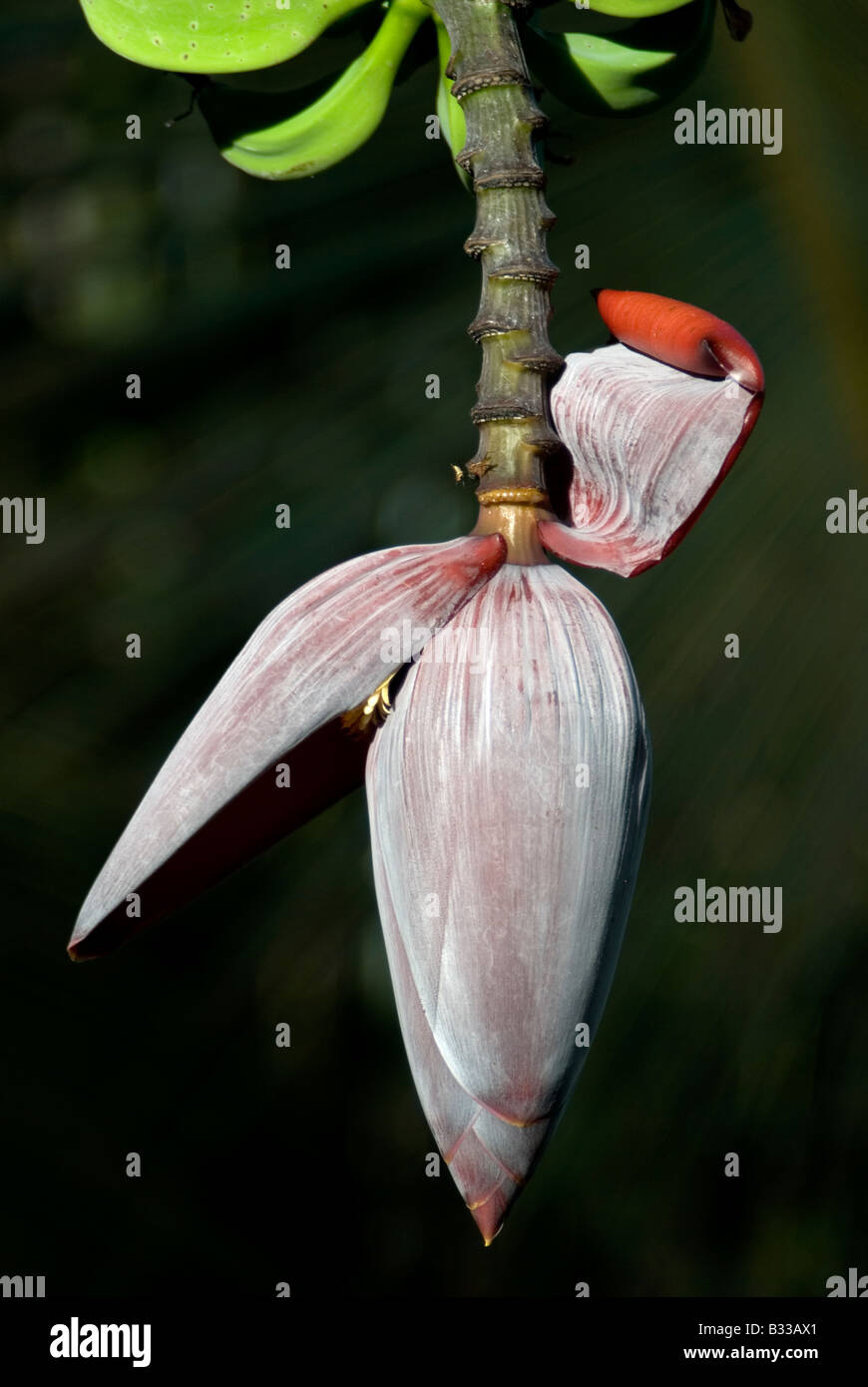 Cook islands flowers hi-res stock photography and images - Alamy