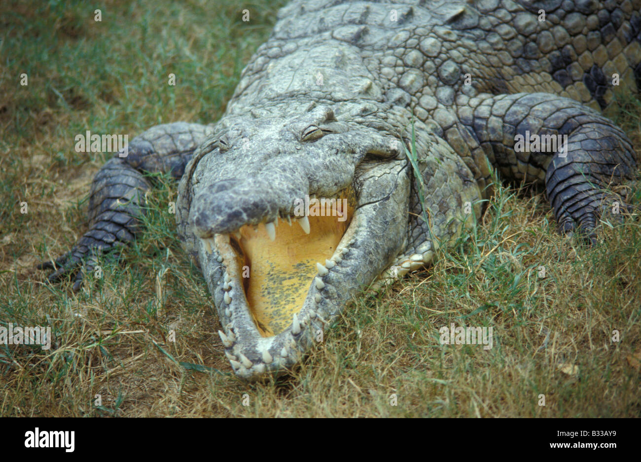 Africa crocodile ranch hi-res stock photography and images - Alamy