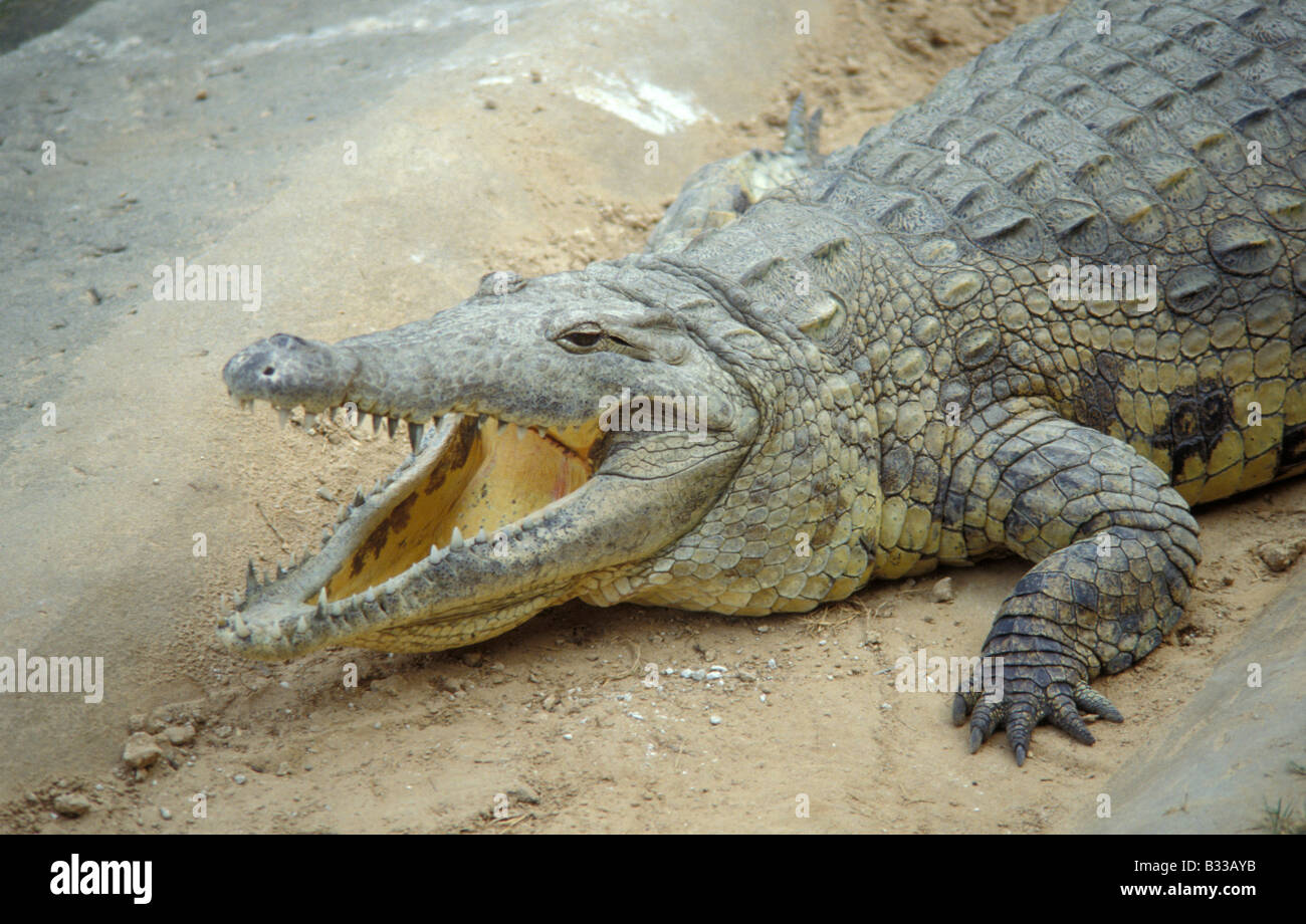 Africa crocodile ranch hi-res stock photography and images - Alamy