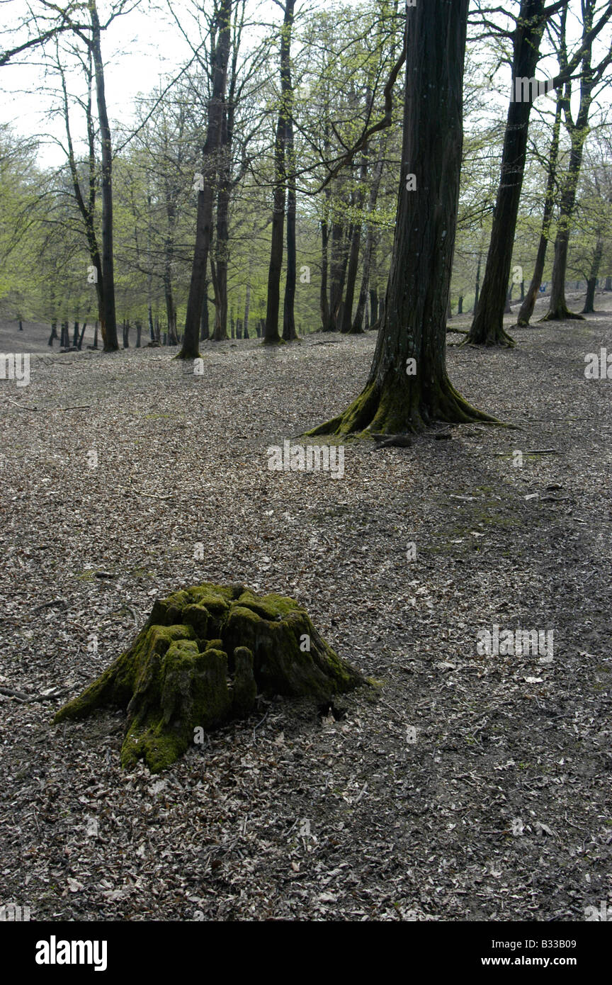 Deciduous woods hi-res stock photography and images - Alamy