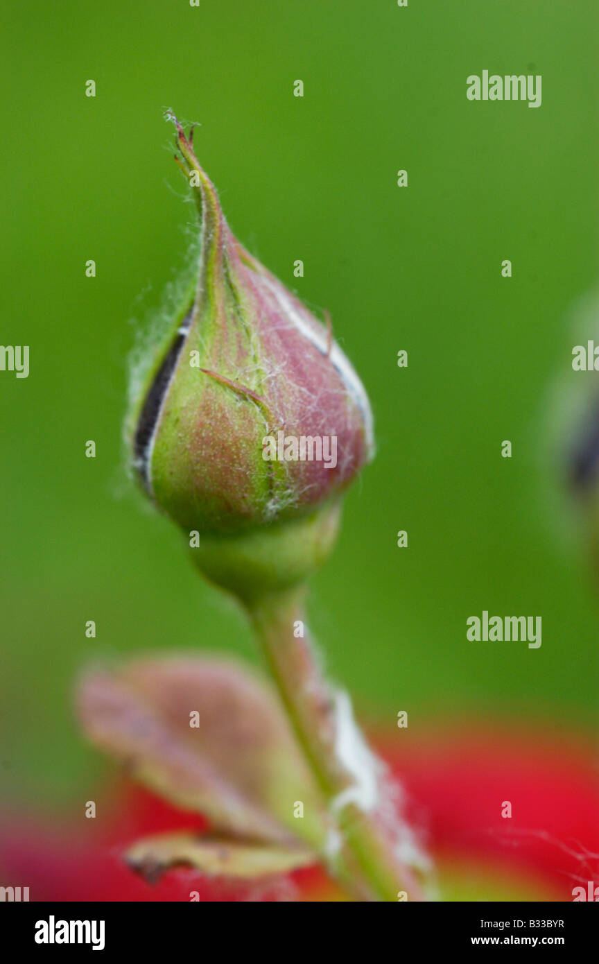 Buds vegetation hi-res stock photography and images - Alamy