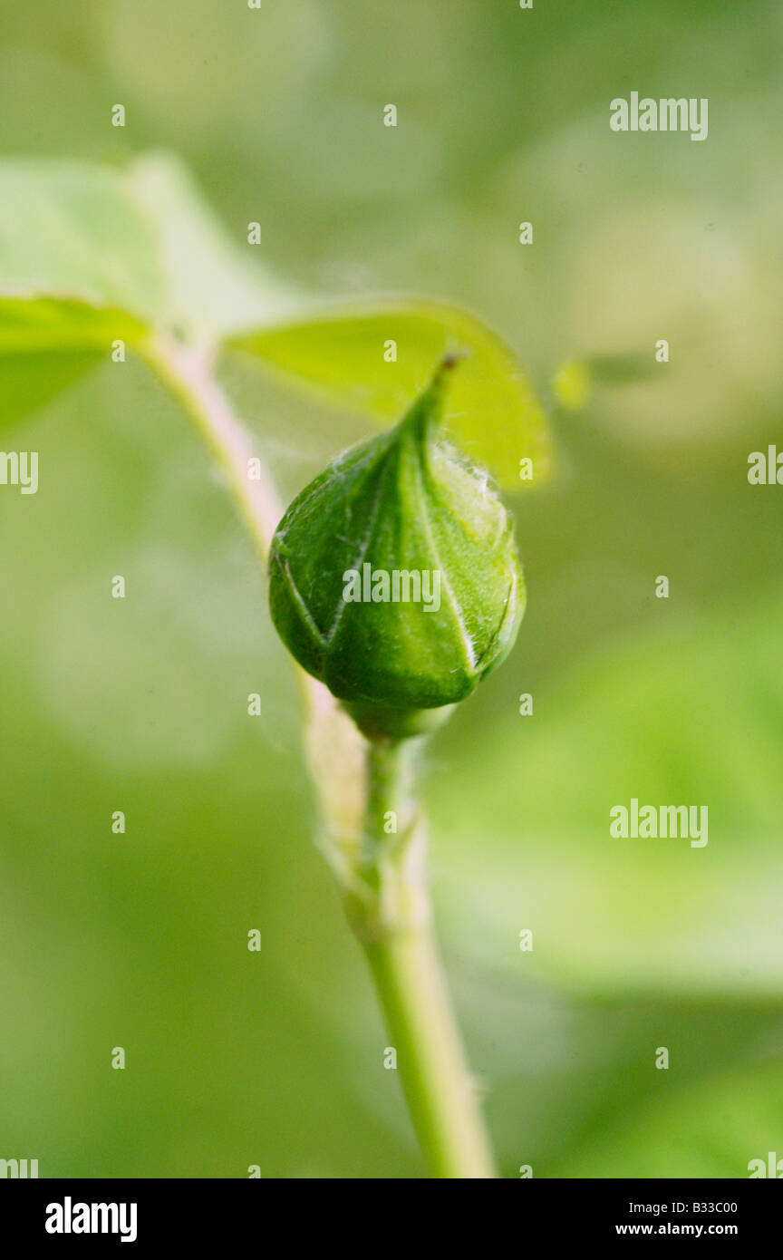 Buds vegetation hi-res stock photography and images - Alamy