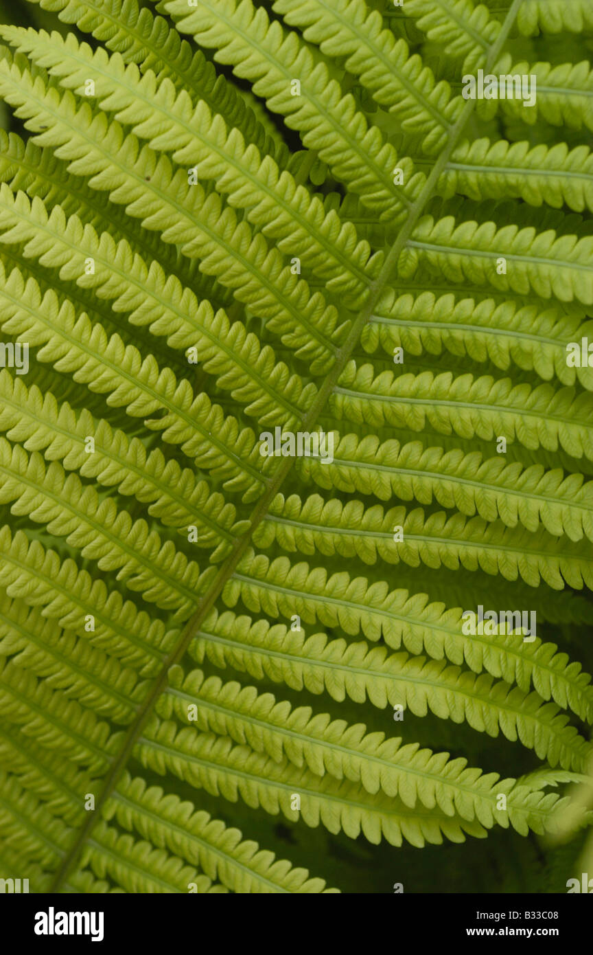 Fern (Pteridopsida or also Polypodiopsida Stock Photo - Alamy
