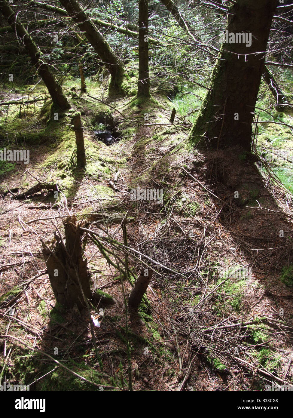 pine trees inside on old dark forest floor Stock Photo - Alamy