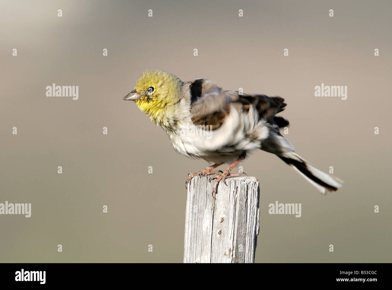 Ruffling feathers hi-res stock photography and images - Alamy
