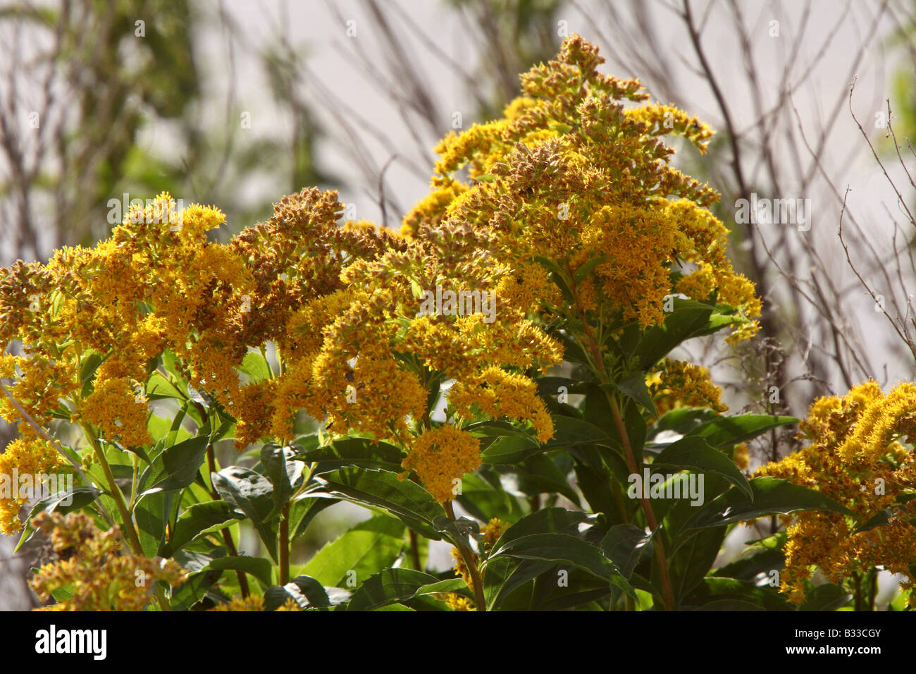 Goldenrod in full bloom Stock Photo - Alamy