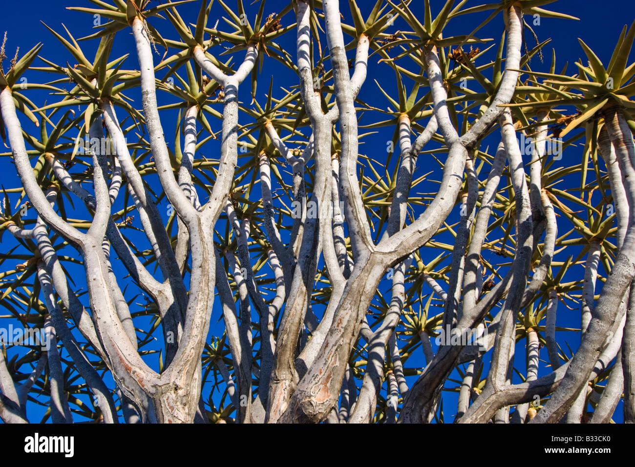 Namibian quiver trees hi-res stock photography and images - Alamy