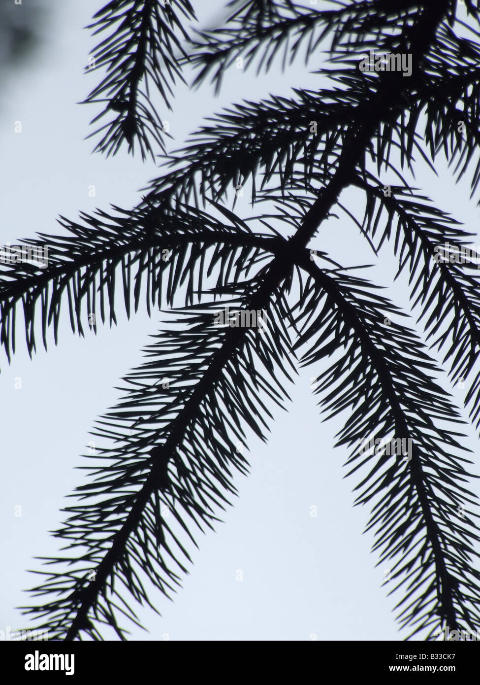 Single pines in the evening light hi-res stock photography and images ...