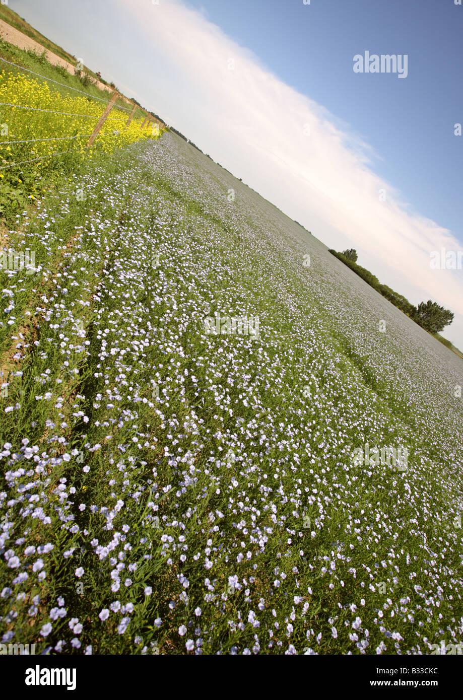 Flax fields hi-res stock photography and images - Alamy
