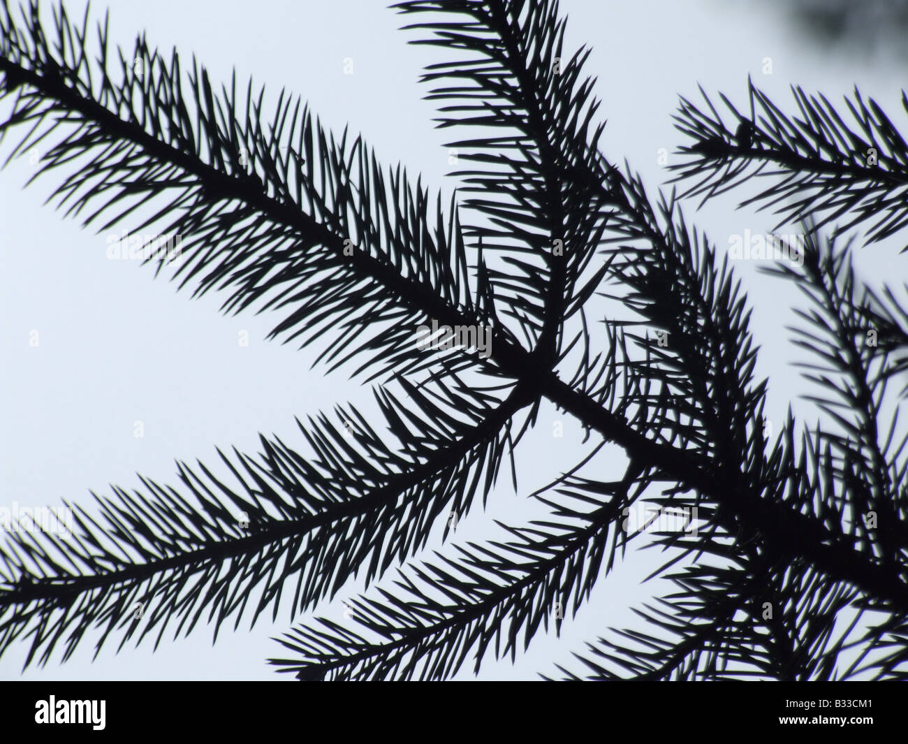 detail of pine trees in dark dramatic forest Stock Photo - Alamy