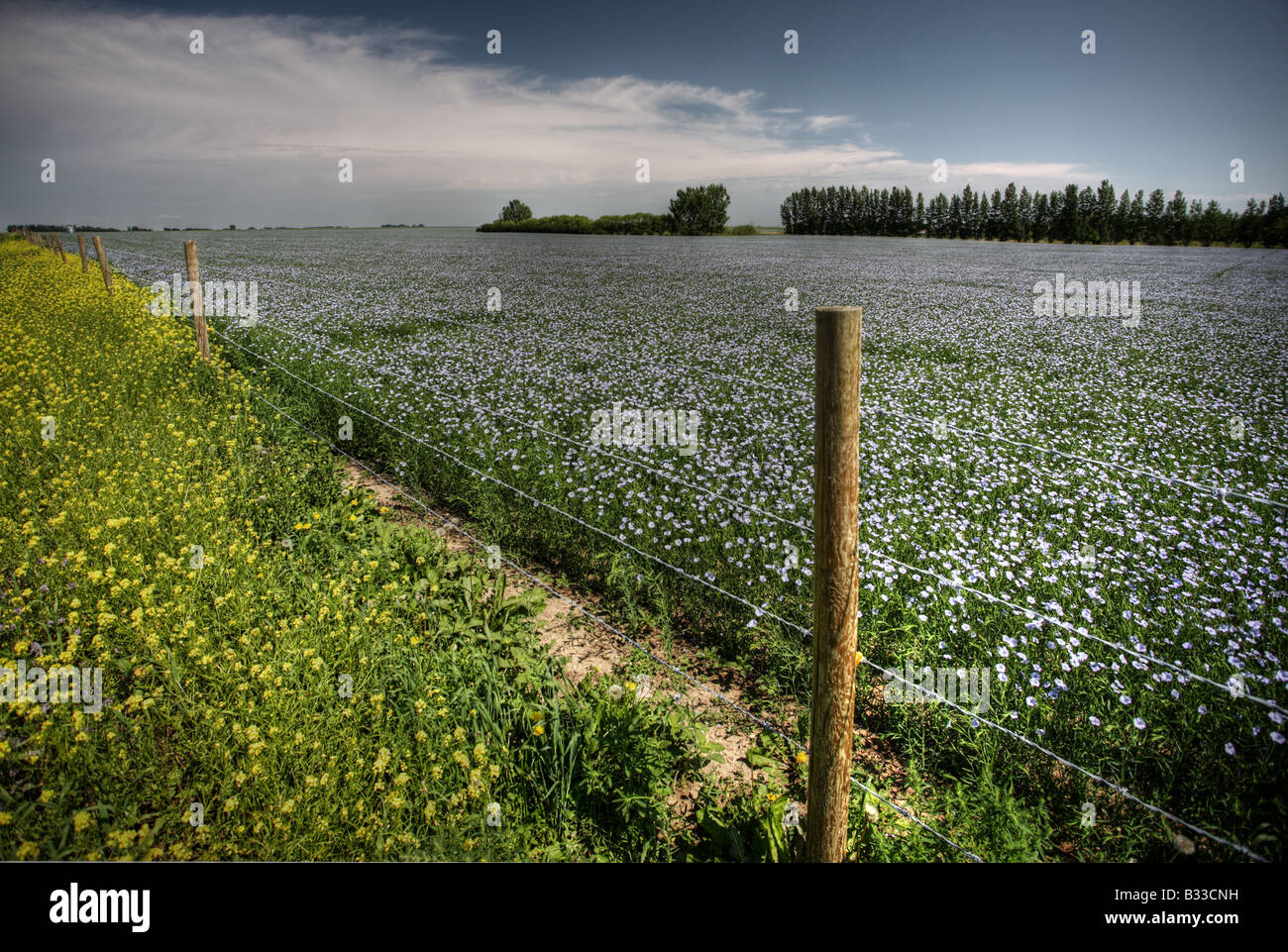 flax fields in Saskatchewan Stock Photo - Alamy