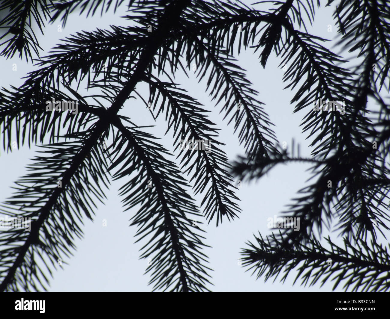 detail of pine trees in dark dramatic forest Stock Photo - Alamy